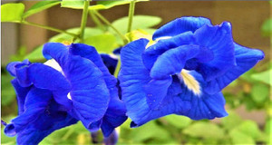 Getflix Peas Seeds Seed Price in India - Buy Getflix Peas Seeds Seed ...