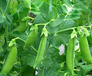 KANAYA Peas Seeds( Matar Ke Beej) Seed Price in India - Buy KANAYA Peas ...