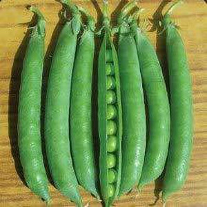 ORETIC Peas Seeds Seed Price in India - Buy ORETIC Peas Seeds Seed ...