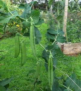 KANAYA Pea Seed Price in India - Buy KANAYA Pea Seed online at Flipkart.com