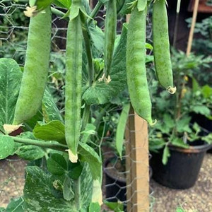 KANAYA Peas Seeds( Matar Ke Beej) Seed Price in India - Buy KANAYA Peas ...