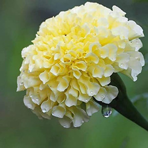 KANAYA African Marigold/ Gainda Flower Seed Price in India - Buy KANAYA ...