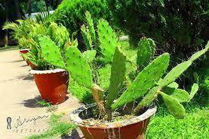 Globalplants Four Layer Bamboo Plant Price in India - Buy Globalplants ...