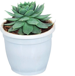 ROYAL NURSERY Laxmi Kamal Plant Price in India - Buy ROYAL NURSERY ...