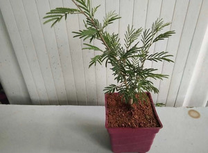 ROYAL NURSERY Shami/Jand Plant Price in India - Buy ROYAL NURSERY Shami ...