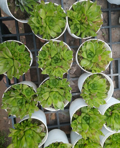 ROYAL NURSERY Laxmi Kamal Plant Price in India - Buy ROYAL NURSERY ...