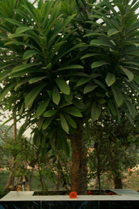 PB honey priya plant Aralia Plant Price in India - Buy PB honey priya ...