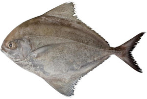 Spar Black Pomfret Whole Fish Clean Price in India - Buy Spar Black ...