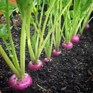 DIOART F1-393-™Turnip Seeds,Purple Top White Globe Turnip, Heirloom ...