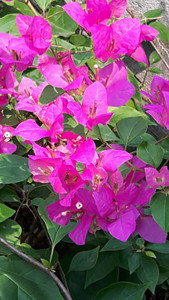 PB HONEY PRIYA PLaNTS Pepper Plant Price in India - Buy PB HONEY PRIYA ...