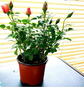 Sisa Rose Plant Price in India - Buy Sisa Rose Plant online at Flipkart.com