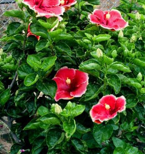 aranav Hibiscus Plant Price in India - Buy aranav Hibiscus Plant online ...