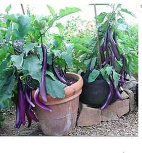 KALAGIA brinjal seed, bangan seed, plant seed, vegitable seed Seed ...