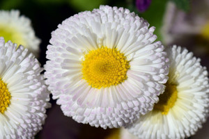 XOLDA Exotic Daisy White Flower Seed Price in India - Buy XOLDA Exotic ...