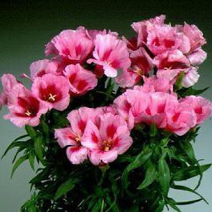JRYU Clarkia Double Mix Flower Seed Price in India - Buy JRYU Clarkia ...