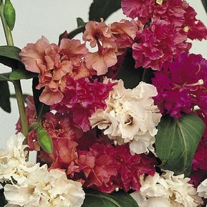 Nodoc Clarkia elegans double mix Seed Price in India - Buy Nodoc ...