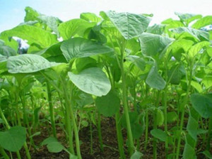 KANAYA Amaranth Seeds (Green Saag) Cholai Seed Price in India - Buy ...