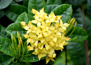 Cloud Farm Rudraksh Live Plant Price in India - Buy Cloud Farm Rudraksh ...