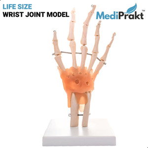 MediPrakt | LIFE SIZE WRIST JOINT MODEL | With Flexible Ligaments | For ...