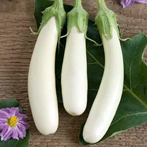 Cera Wares Brinjal Seed Price in India - Buy Cera Wares Brinjal Seed ...