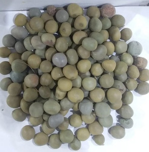 Herbo Sagargota Gataran Seed kachka seedsCaesalpinia bonduc caesalpinia ...