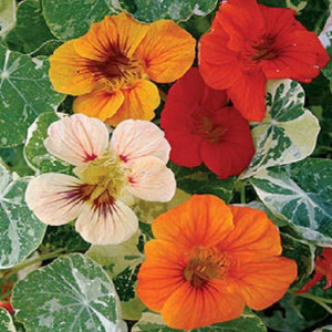 MAA Nasturtium Seed Price in India - Buy MAA Nasturtium Seed online at ...