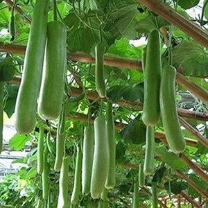 KANAYA Long Bottle Gourd - Calabash-Lauki-Ghiya-Lau Hybrid Vegetable ...
