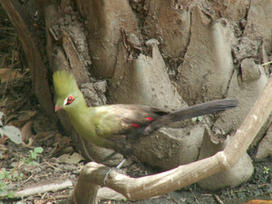Parrots Guinea turacos Poster MultiColor PhotoPaper Print (12 inch X 18 ...