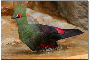 Parrots Guinea turacos Poster MultiColor PhotoPaper Print (12 inch X 18 ...