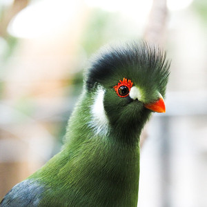 Parrots Guinea turacos Poster MultiColor PhotoPaper Print (12 inch X 18 ...