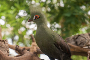 Parrots Guinea turacos Poster MultiColor PhotoPaper Print (12 inch X 18 ...