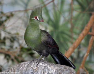 Parrots Guinea turacos Poster MultiColor PhotoPaper Print (12 inch X 18 ...