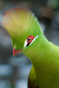 Parrots Guinea turacos Poster MultiColor PhotoPaper Print (12 inch X 18 ...