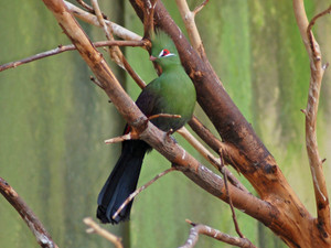 Parrots Guinea turacos Poster MultiColor PhotoPaper Print (12 inch X 18 ...