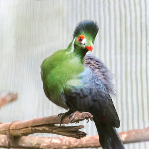 Parrots Guinea turacos Poster MultiColor PhotoPaper Print (12 inch X 18 ...