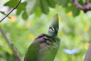 Parrots Guinea turacos Poster MultiColor PhotoPaper Print (12 inch X 18 ...