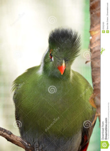 Parrots Guinea turacos Poster MultiColor PhotoPaper Print (12 inch X 18 ...