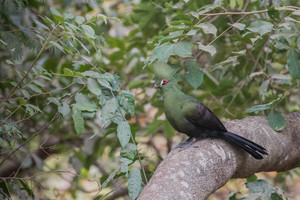 Parrots Guinea turacos Poster MultiColor PhotoPaper Print (12 inch X 18 ...