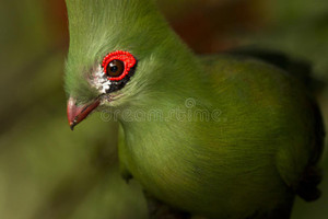 Parrots Guinea turacos Poster MultiColor PhotoPaper Print (12 inch X 18 ...