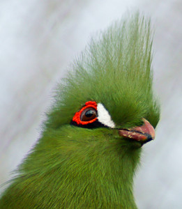 Parrots Guinea turacos Poster MultiColor PhotoPaper Print (12 inch X 18 ...