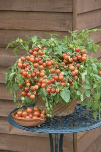 Aro Cherry Tomato, Tomato Seed Price in India - Buy Aro Cherry Tomato ...