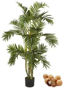 Risenshine Betel Nut/Supari Plant Price in India - Buy Risenshine Betel ...