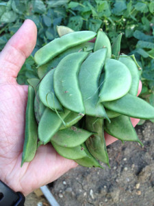 Aywal SEM PHALI DOLICHOS BEANS F1 HYBRID Vegetable Seed Price in India ...