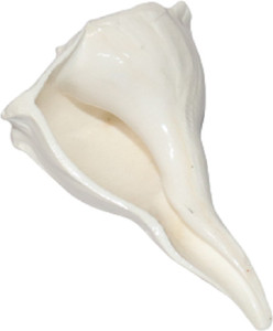 Laxmi Divine Original Dakshinavarti shankh | Lakshmi Pooja shankh ...