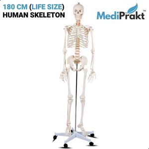 MediPrakt | 180 CM HUMAN SKELETON MODEL | Life Size | Unbreakable PVC ...