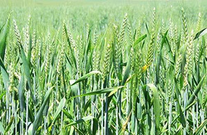 STOKIYA STOKIYA Wheat Seeds, DBW 3086 , & Agriculture (Kheti ), Gehu Ka ...