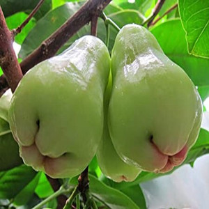 Oxygreenplant Jamun Plant Price in India - Buy Oxygreenplant Jamun ...