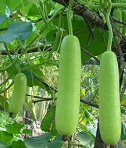 DIOART VXI-™F1 HYBRID LOKI SEEDS-200-X-SEEDS-191 Seed Price in India ...