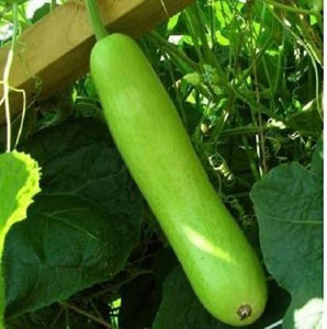 DIOART VIX-™F1 HYBRID LOKI SEEDS-150-X-SEEDS-99 Seed Price in India ...