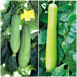 DIOART XXI-™F1 HYBRID LOKI SEEDS-100-X-SEEDS-529 Seed Price in India ...